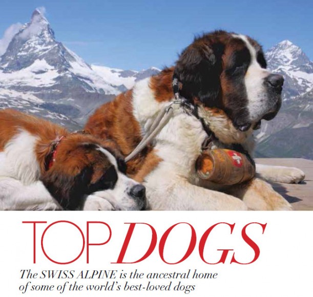 TOP DOGS: The Dogs of the Swiss Alpine - Sporting Life Blog