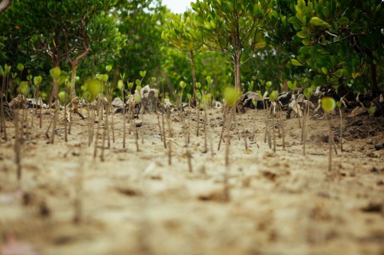 Tentree- For the Love of Trees - Sporting Life Blog